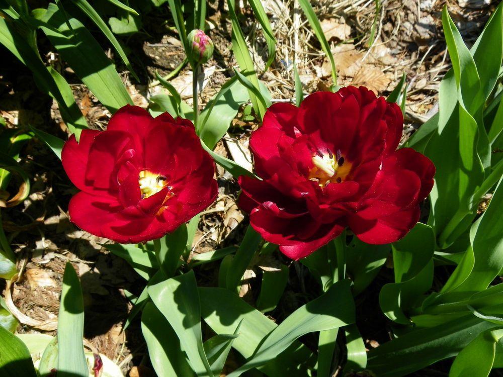 Тюльпан Анкл Том Фото — Фото Картинки