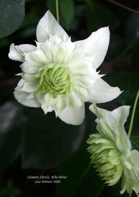 Photo of the bloom of Clematis (Clematis florida 'Alba Plena') posted ...