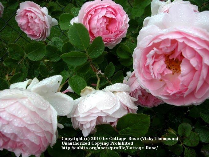 Cold Climate Roses in the Roses forum - Garden.org