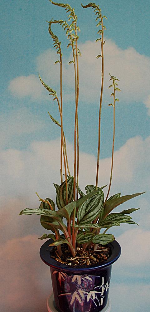 Orchid (Cyclopogon lindleyanus) - Garden.org