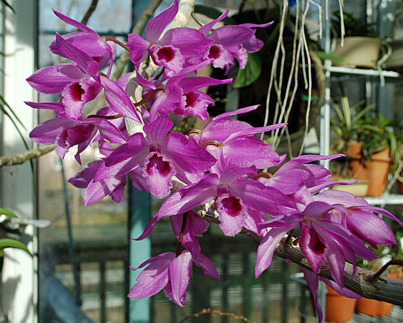 February Orchids for Lovers and Presidents in the Orchids forum ...
