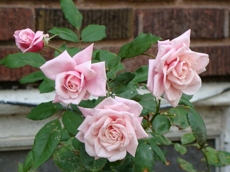 Photo of the bloom of Rose (Rosa 'Blossomtime') posted by Val - Garden.org