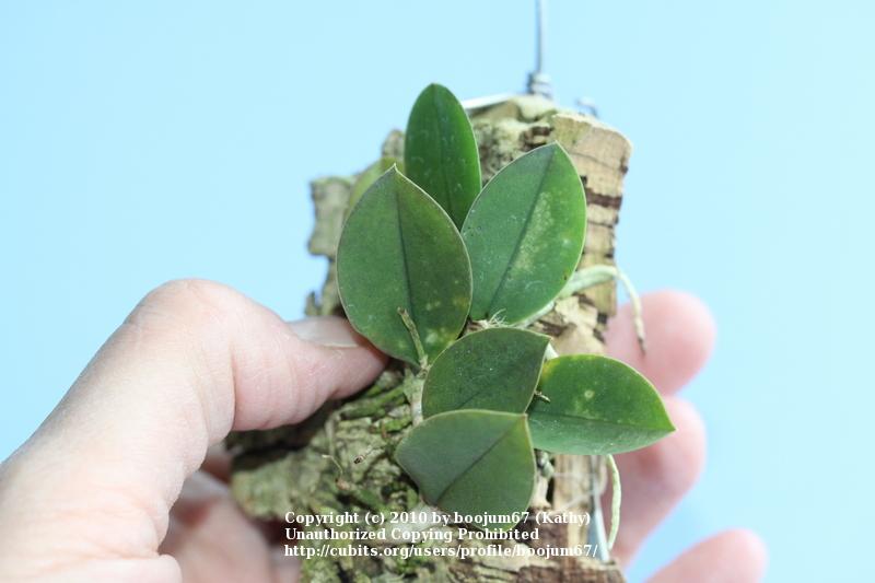 Photo of the entire plant of Orchid (Meiracyllium trinasutum) posted by ...