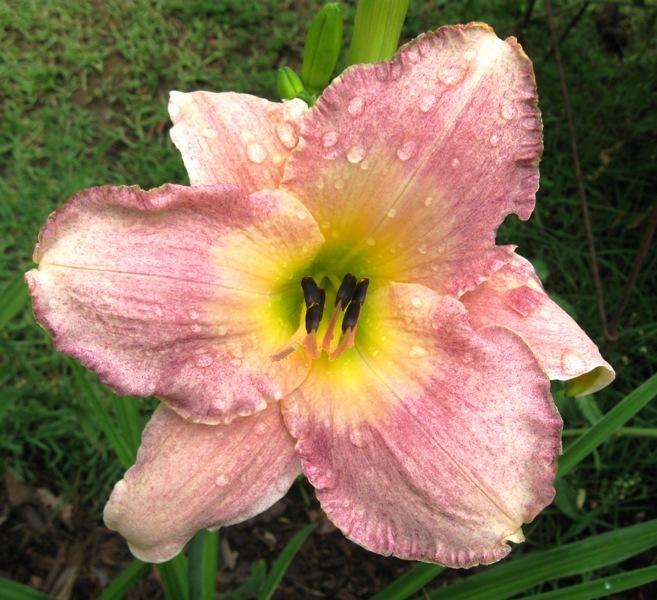 Photo of the bloom of Daylily (Hemerocallis 'China Veil') posted by ...