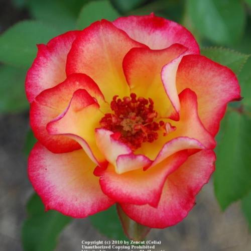 Rose (Rosa 'Betty Boop') in the Roses Database - Garden.org