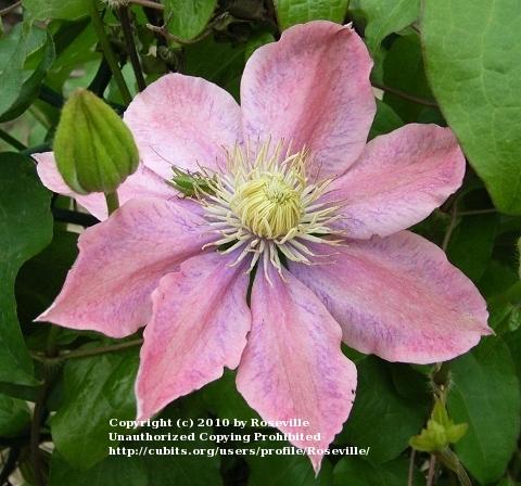 Photo of the bloom of Clematis 'Little Mermaid' posted by Roseville ...