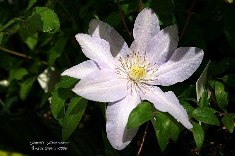 Photo of the bloom of Clematis 'Silver Moon' posted by Calif_Sue ...