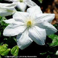 Photo of the bloom of Clematis (Clematis lanuginosa 'Candida') posted ...