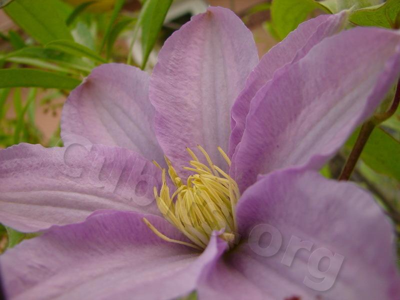Photo of the bloom of Clematis 'Silver Moon' posted by victor - Garden.org