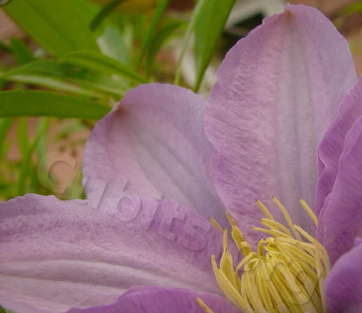 Photo of the bloom of Clematis 'Silver Moon' posted by victor - Garden.org