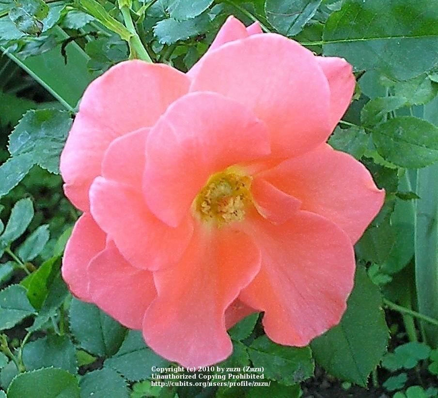 Delbard Roses in the Roses forum - Garden.org