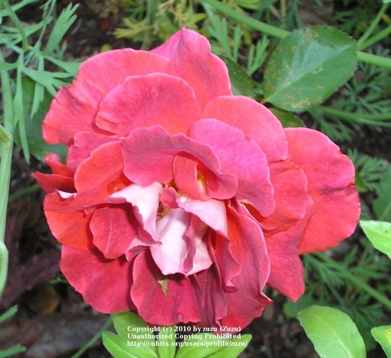 LeGrice Roses in the Roses forum - Garden.org