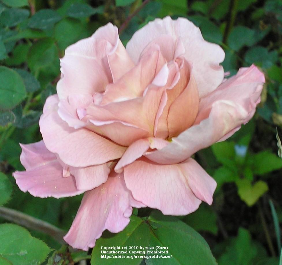 LeGrice Roses in the Roses forum - Garden.org