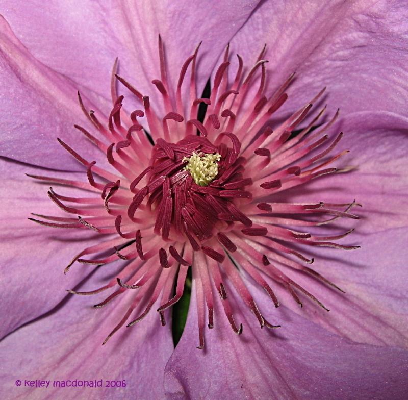 Clematis 'Ruby Glow' in the Clematis Database - Garden.org