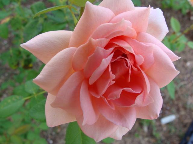 Rose (Rosa 'Papillon') in the Roses Database - Garden.org