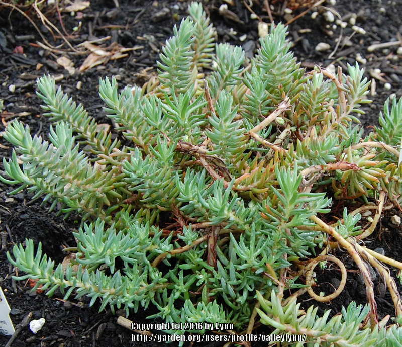 Photo of the entire plant of Jenny's Stonecrop (Petrosedum rupestre ...