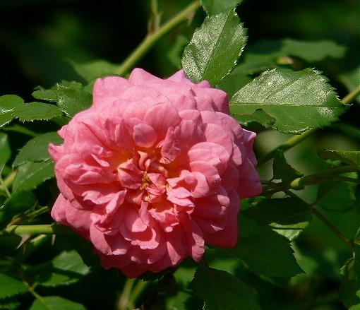 Photo of the bloom of Rose (Rosa 'Christopher Marlowe') posted by Mike ...