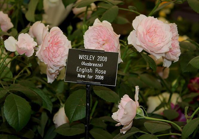 Photo of the bloom of Rose (Rosa 'Wisley 2008') posted by Mike - Garden.org