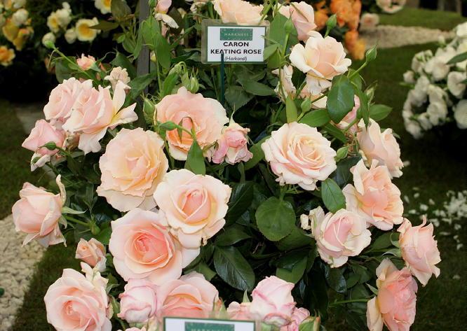 Rose (Rosa 'Caron Keating Rose') in the Roses Database - Garden.org