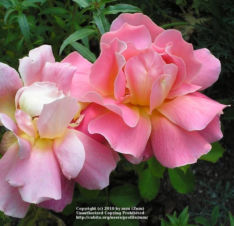 Pedro Dot Roses in the Roses forum - Garden.org