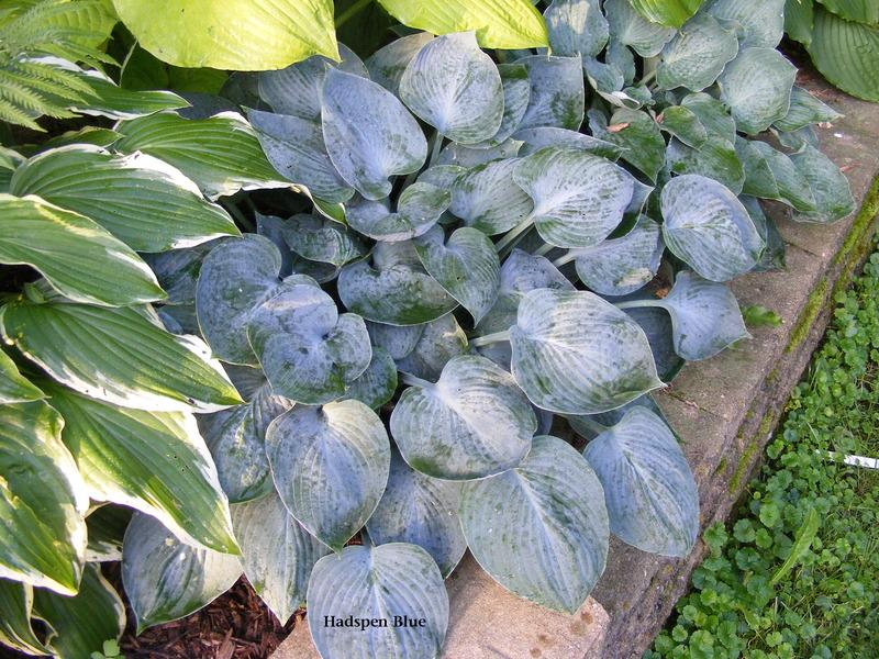 Hosta 'Hadspen Blue' in the Hostas Database - Garden.org