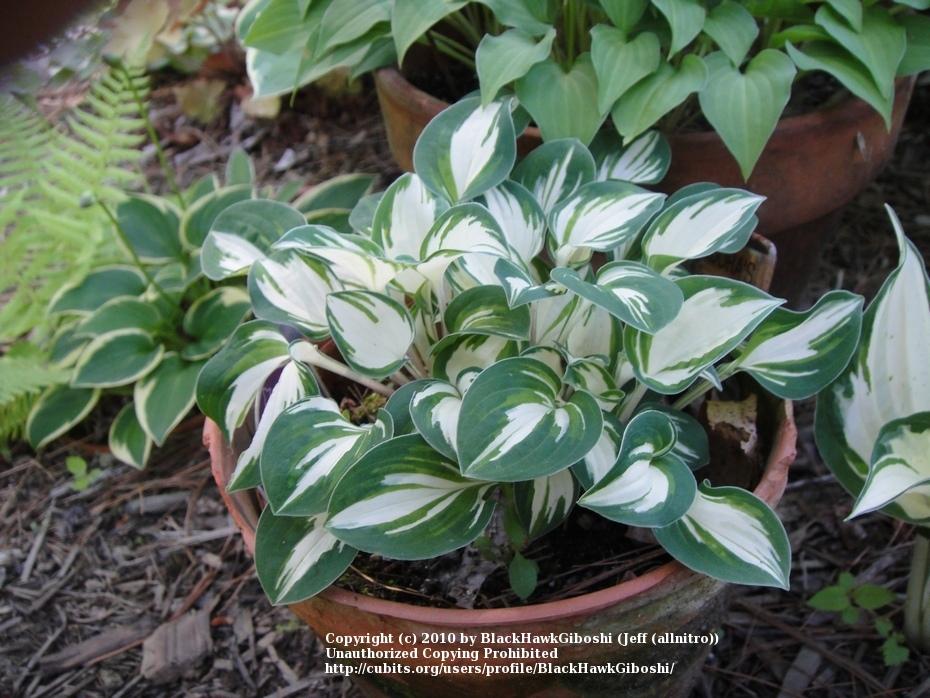 Hosta 'Pandora's Box' in the Hostas Database - Garden.org