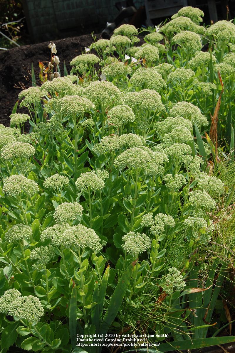 Hardy Easy Sedum - Garden.org