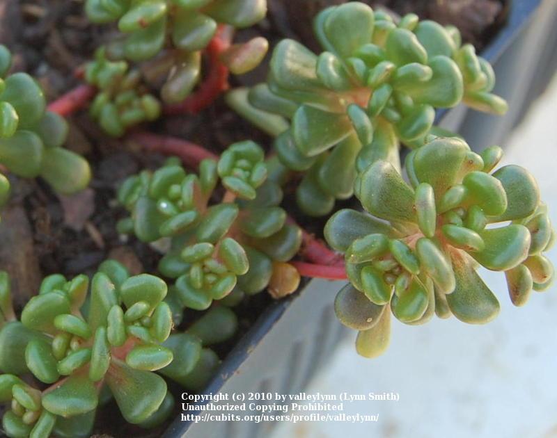 Hardy Easy Sedum - Garden.org