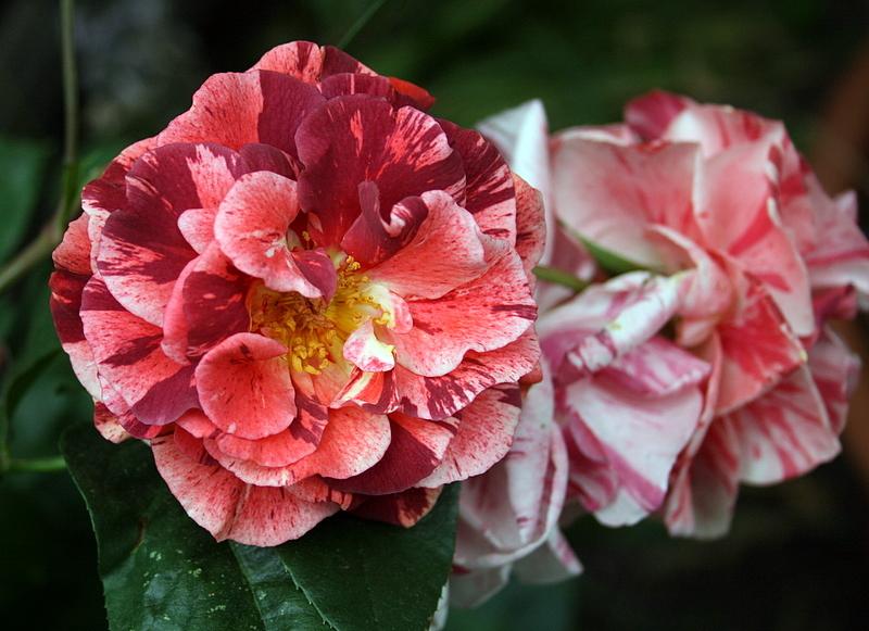Russet Roses in the Roses forum - Garden.org