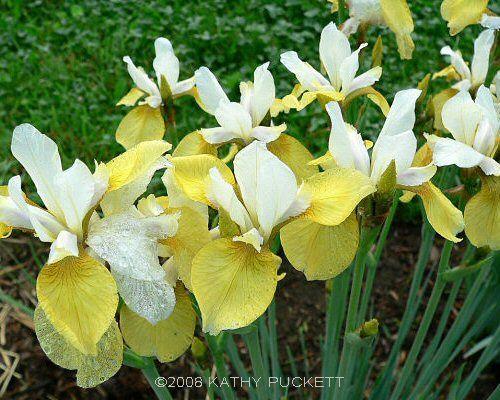 Species X Iris (Iris 'Floating Candles') in the Irises Database ...