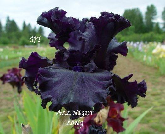 Photo of the bloom of Tall Bearded Iris (Iris 'All Night Long') posted ...