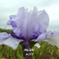 Photo of the bloom of Tall Bearded Iris (Iris 'Alien Mist') posted by ...