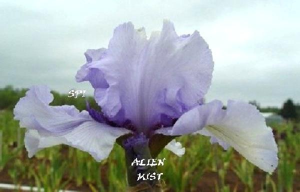 Photo of the bloom of Tall Bearded Iris (Iris 'Alien Mist') posted by ...
