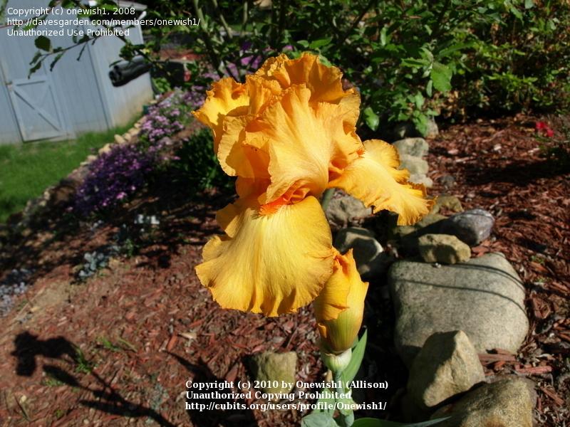 Tall Bearded Iris (Iris 'Disco Music') in the Irises Database - Garden.org