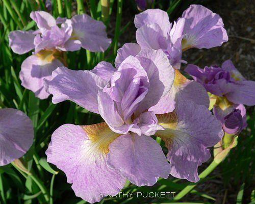 Siberian Iris (Iris 'Ranman') in the Irises Database - Garden.org