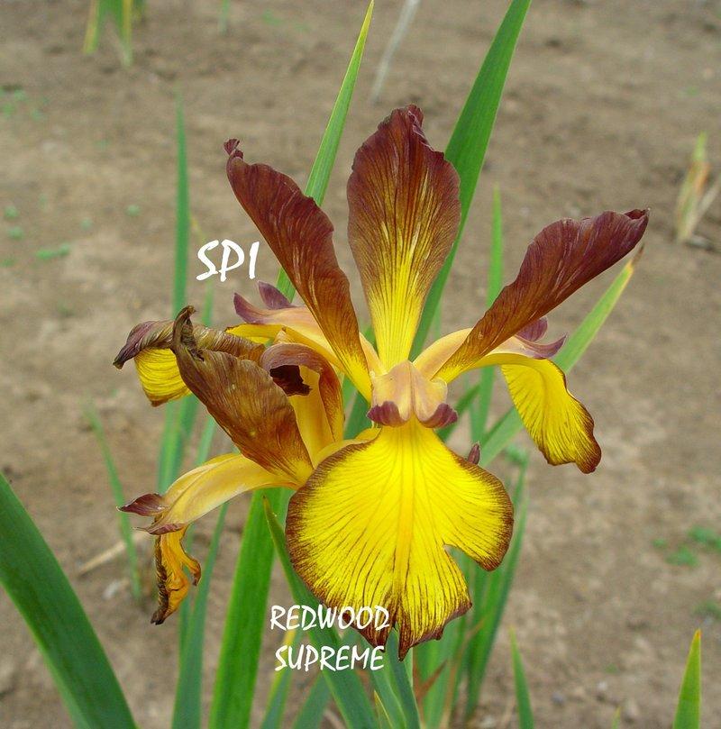 Spuria Iris (Iris 'Redwood Supreme') in the Irises Database - Garden.org