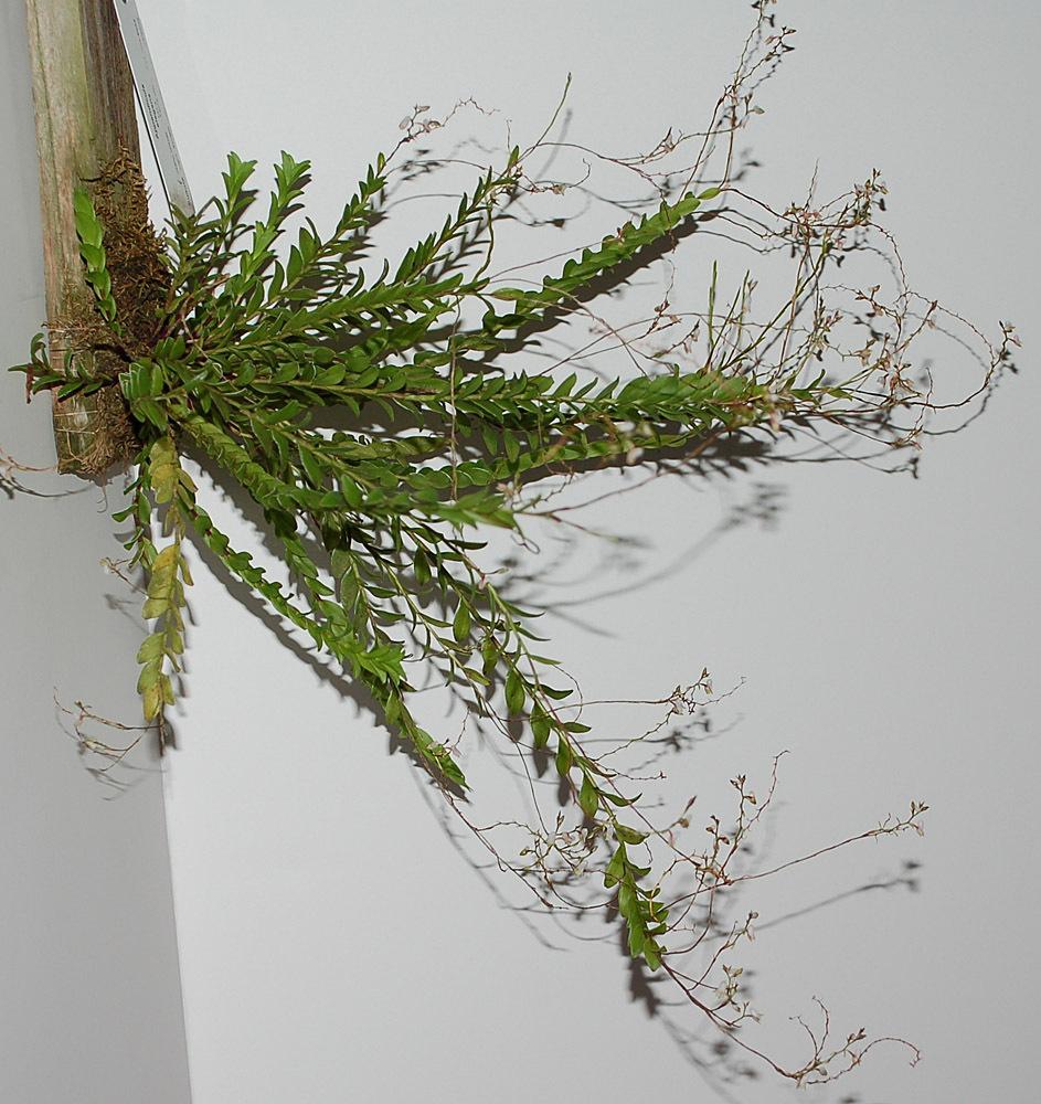 Orchid (Appendicula elegans) - Garden.org