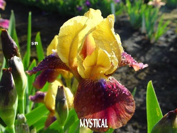 Intermediate Bearded Iris (Iris 'Mystical') in the Irises Database ...