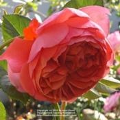Photo of the bloom of Rose (Rosa 'Summer Song') posted by cliftoncat ...