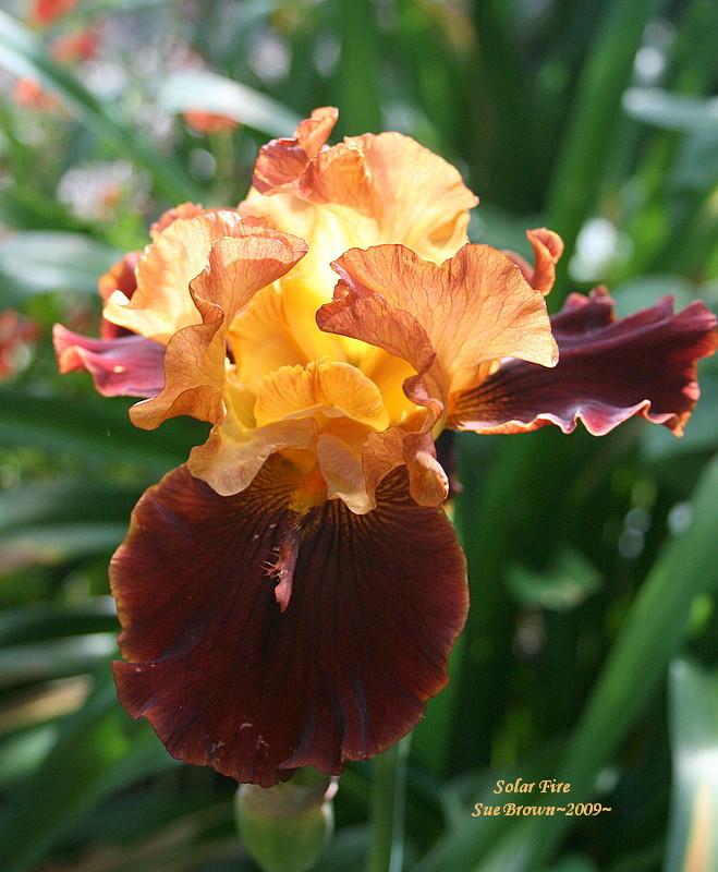 Photo of the bloom of Tall Bearded Iris (Iris 'Solar Fire') posted by ...