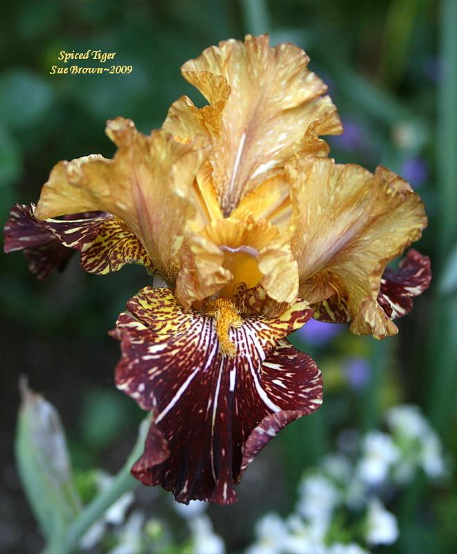 Photo of the bloom of Iris 'Spiced Tiger' posted by Calif_Sue - Garden.org