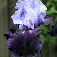Photo of the bloom of Tall Bearded Iris (Iris 'Dangerous Mood') posted ...