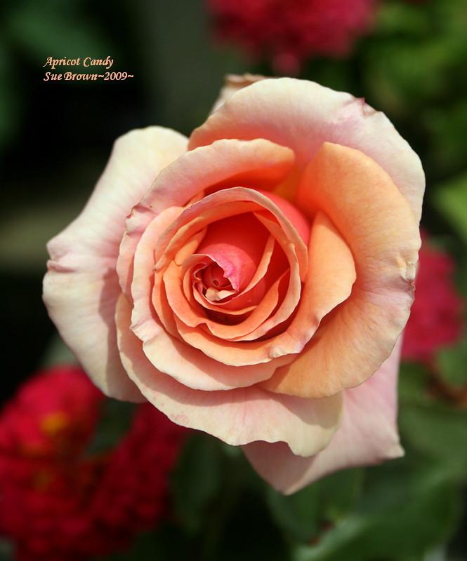 Rose (Rosa 'Apricot Candy') in the Roses Database - Garden.org