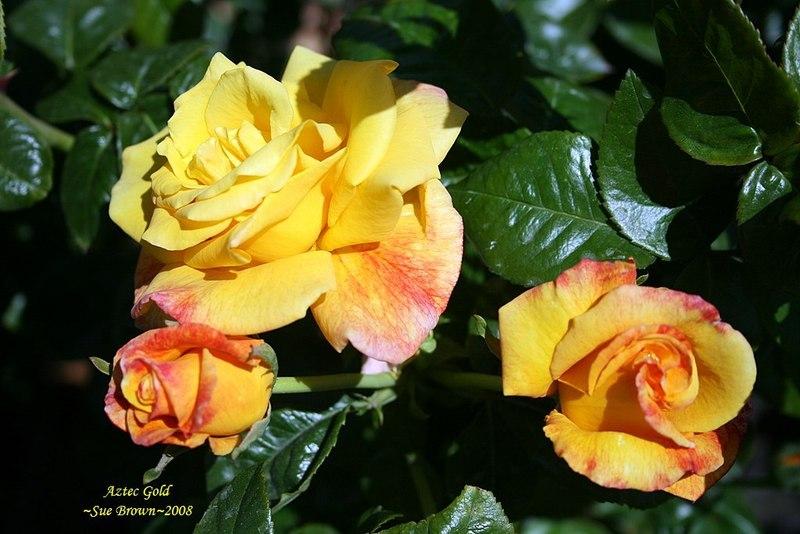 Rose (Rosa 'Aztec Gold') in the Roses Database - Garden.org