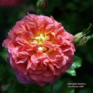 Rose (Rosa 'Christopher Marlowe') in the Roses Database - Garden.org