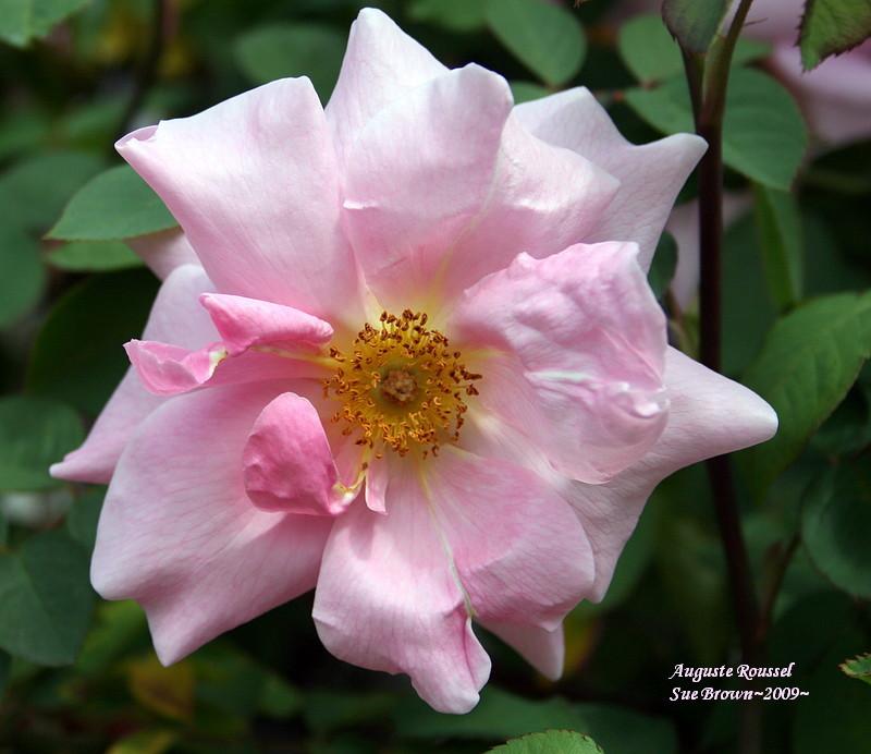 Rose (Rosa 'Auguste Roussel') in the Roses Database - Garden.org