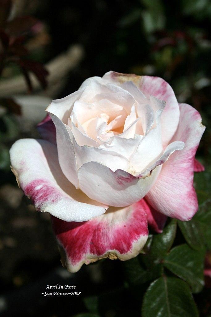 Photo of the closeup of buds, sepals and receptacles of Rose (Rosa ...