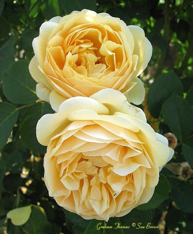 Photo of the bloom of Rose (Rosa 'Graham Thomas') posted by Calif_Sue ...