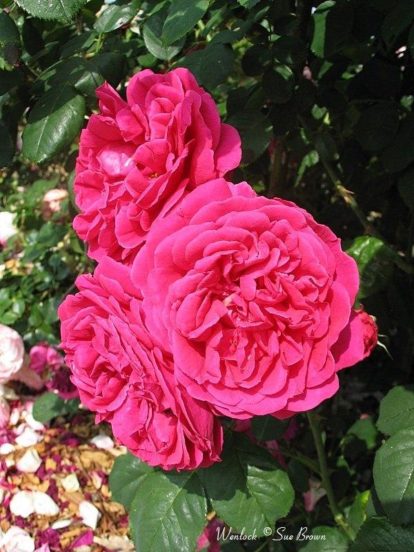 Photo of the bloom of Rose (Rosa 'Wenlock') posted by Calif_Sue ...