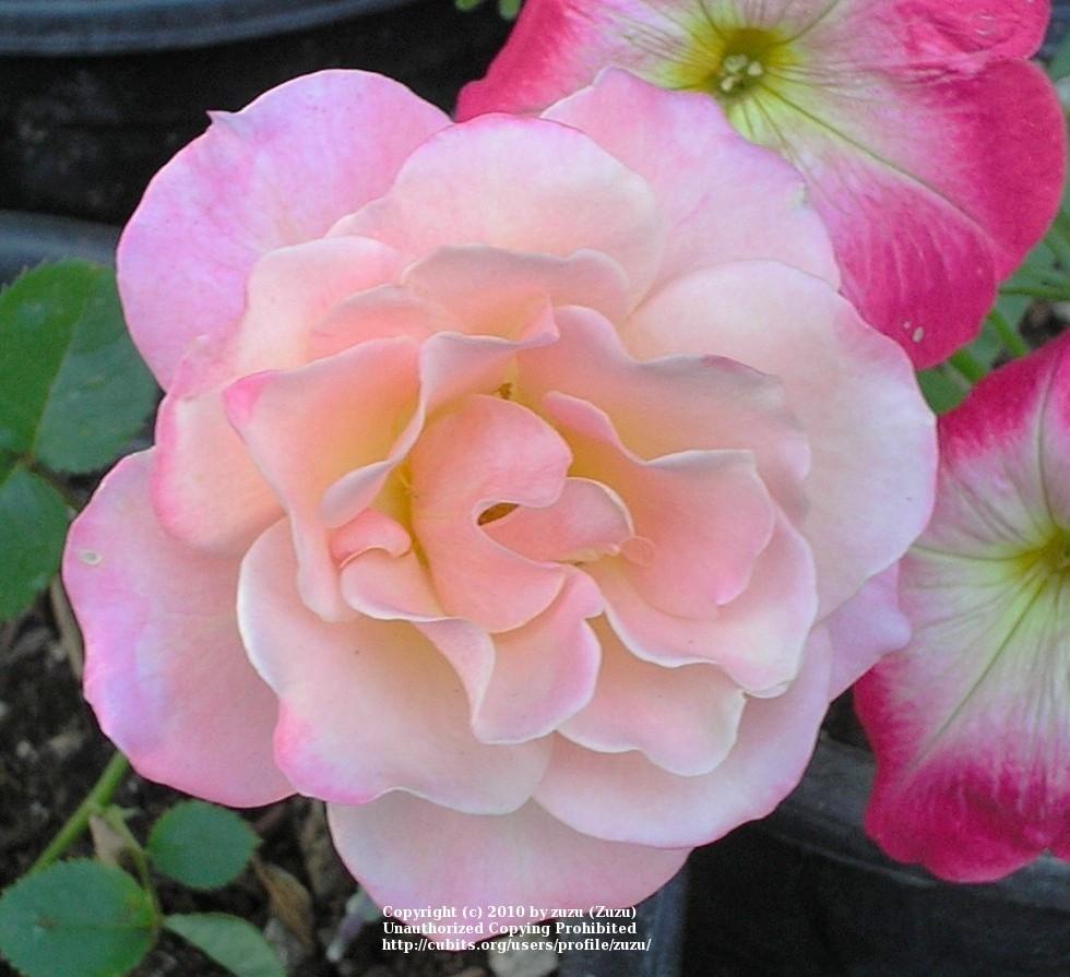 Photo of the bloom of Rose (Rosa 'Almondeen') posted by zuzu - Garden.org